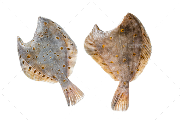 Raw whole flounder flatfish fish Isolated on white background, top view ...