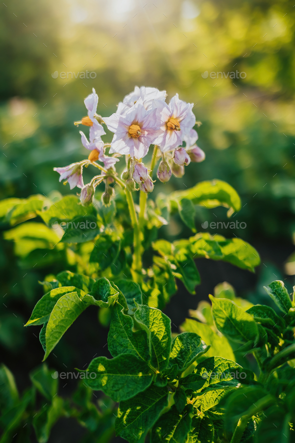 Blooming potato, young fresh plant growing on farmland, field. Fertile ...