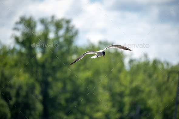 a bird flies over a large tree in front of some trees Stock Photo by ...