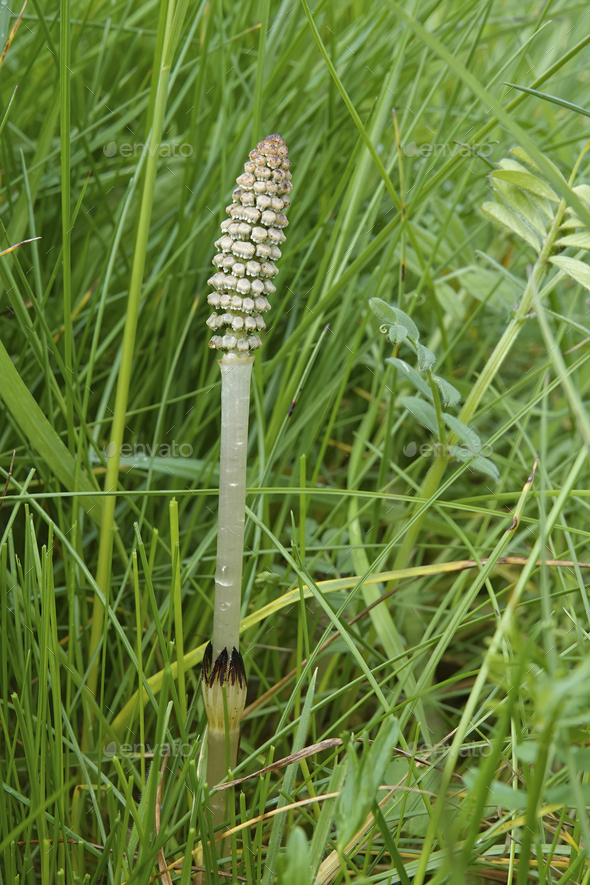 Closeup on a blooming common or field horsetail Equisetum arvense ...