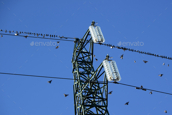 Flock of birds on high voltage pylon in blue sky Stock Photo by ...
