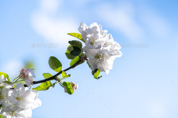 Fruit tree twigs with blooming white and pink petal flowers in spring ...
