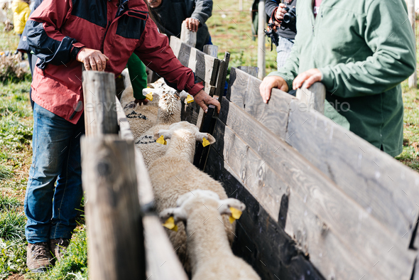 Unrecognizable men checking sheep going through corridor in countryside ...