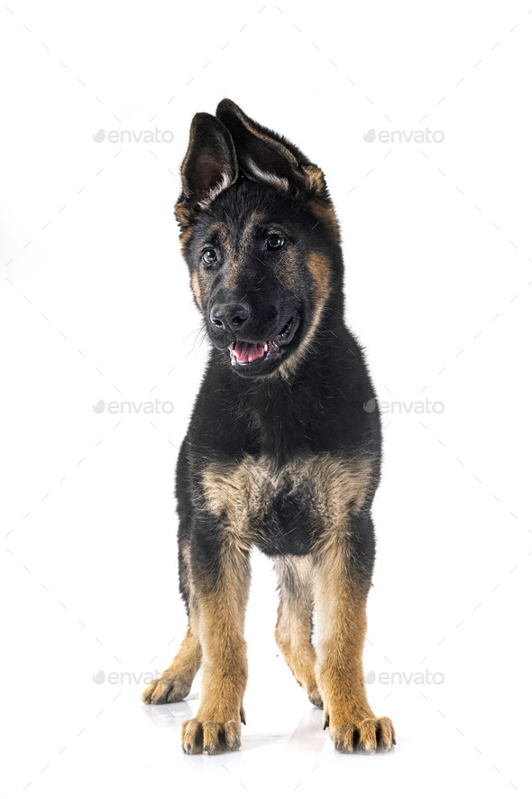 young german shepherd Stock Photo by cynoclub | PhotoDune