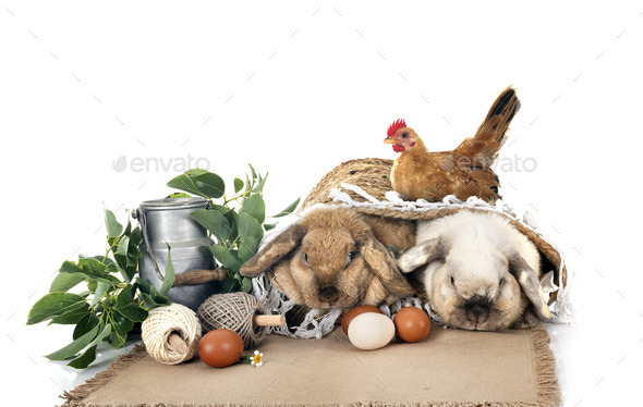 rabbit and chicken Stock Photo by cynoclub | PhotoDune