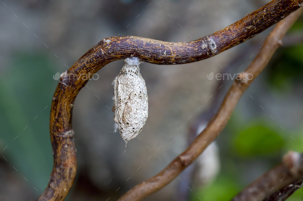 Butterfly pupa in a butterfly cocoon in Konya Tropical Butterfly garden ...