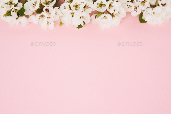 Pear Tree flowers border on a pink background. Spring concept Stock ...