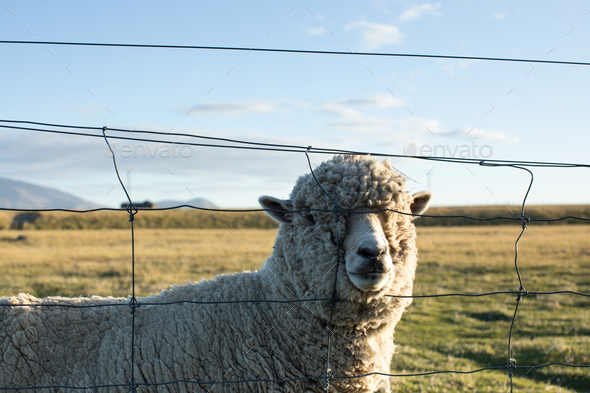 Sheep graze outdoors in New Zealand at sunset. The small cattle, animal husbandry. Stock Photo ...
