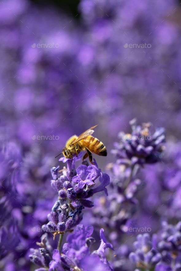 The honey bee pollinates lavender flowers. Summer background of ...