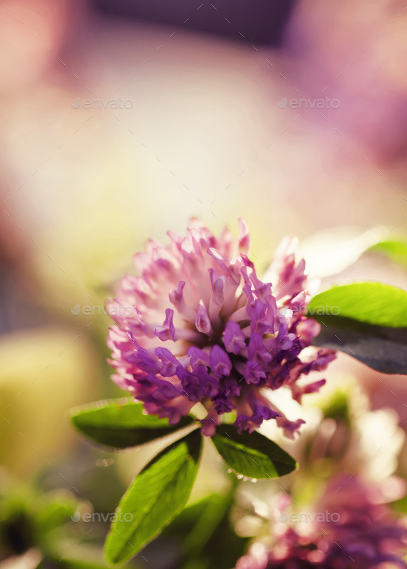 Flowers of pink clovers, natural summer background, blurred image ...