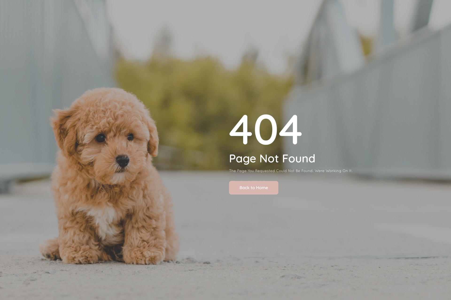 Paws - Pet Care and Animal Shelter Figma Template by Rometheme ...