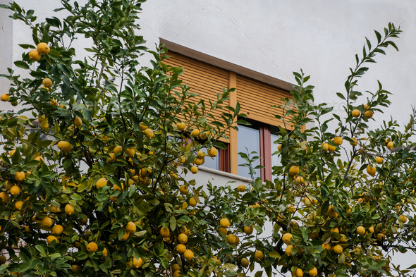 lemon tree in a garden with a window background with yellow shutters ...