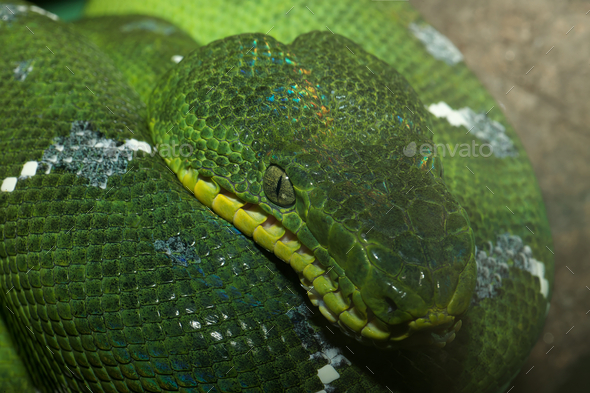 Emerald tree boa with distinctive spots along its face and neck and its arms coiled around ...