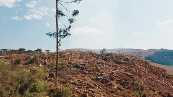 Deforestated Lifeless Land with Stumps, Stock Footage | VideoHive