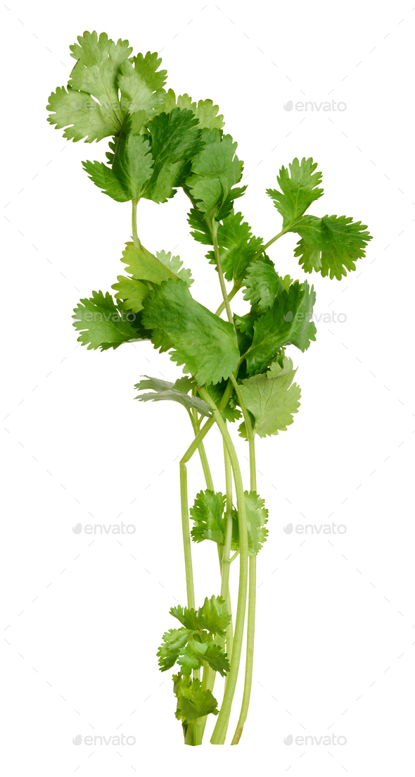 Fresh bunch of cilantro on isolated background, spice Stock Photo by ndanko