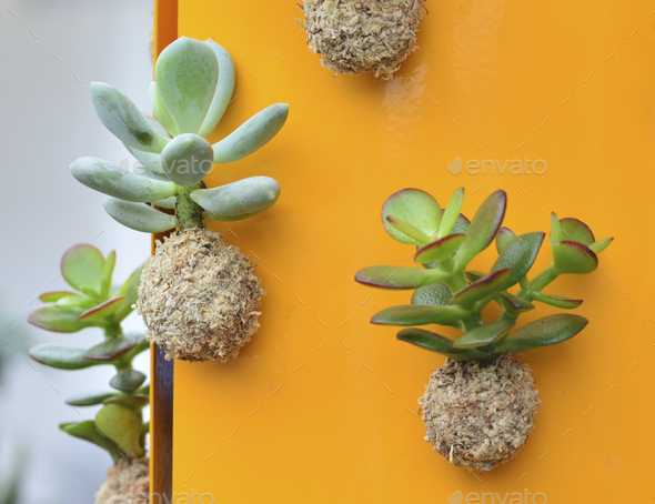 succulents in a ball of natural pots Stock Photo by o1559kip | PhotoDune