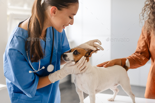Vet smiling at dog during ear examination Stock Photo by Prostock-studio