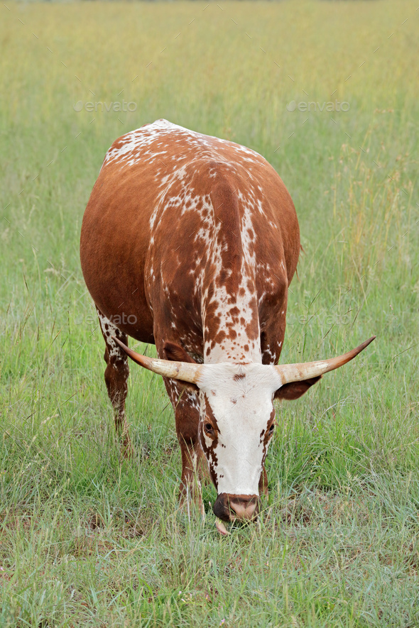 Nguni cow on rural farm - South Africa Stock Photo by EcoSound | PhotoDune