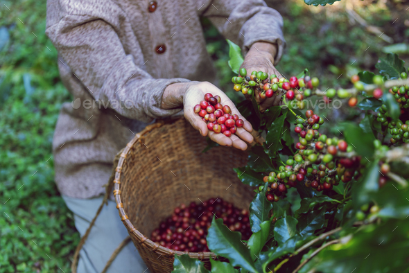 The selective picking or harvesting of ripe coffee cherries from coffee ...