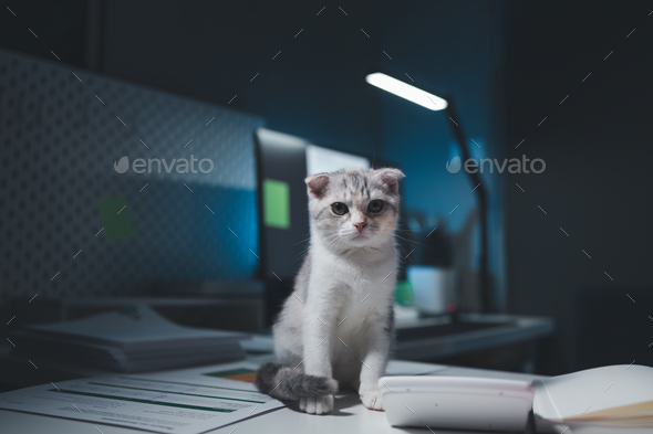 A cat sits on a desk, There is a cat in the office, This company has a ...
