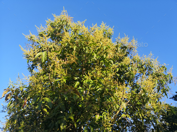 flower mango blooming bush tree texture nature green leaves background ...