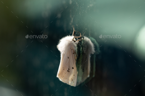 Spilosoma lubricipeda, White Fluffy Moth Macro Butterfly Flying Insect ...
