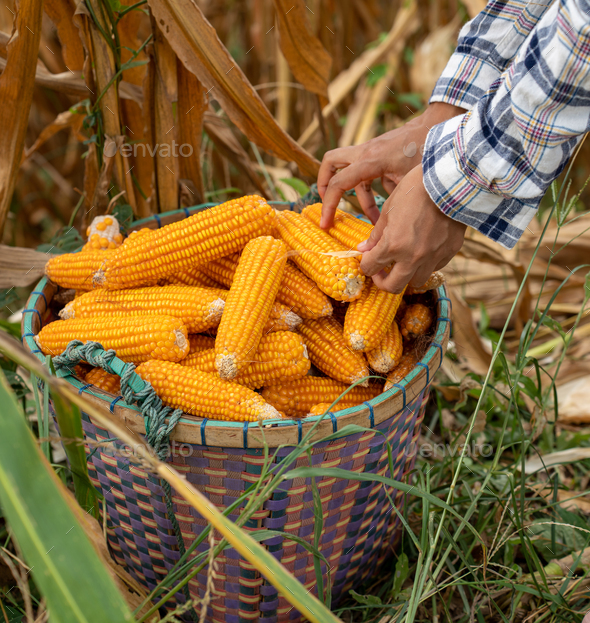 Asia woman farmer picking Corn harvesting working at corn Farm. no ...