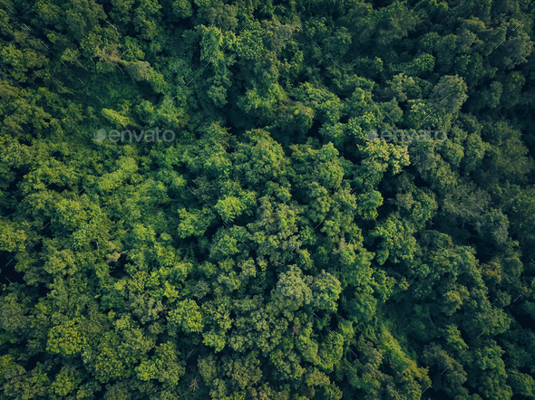 Aerial top view of green trees in forest. Drone view of dense green ...