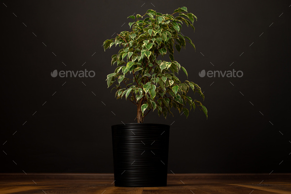 Beautiful lush houseplant Ficus benjamina, commonly known as weeping ...