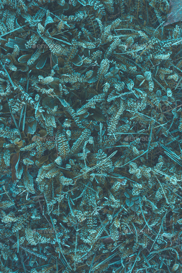 Frozen yarrow plants in winter morning as trendy creative muted green ...