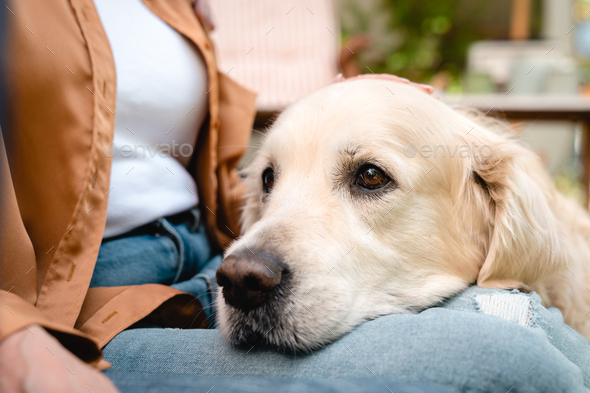 Closeup animal`s face. Cropped photo of active fluffy labrador golden ...