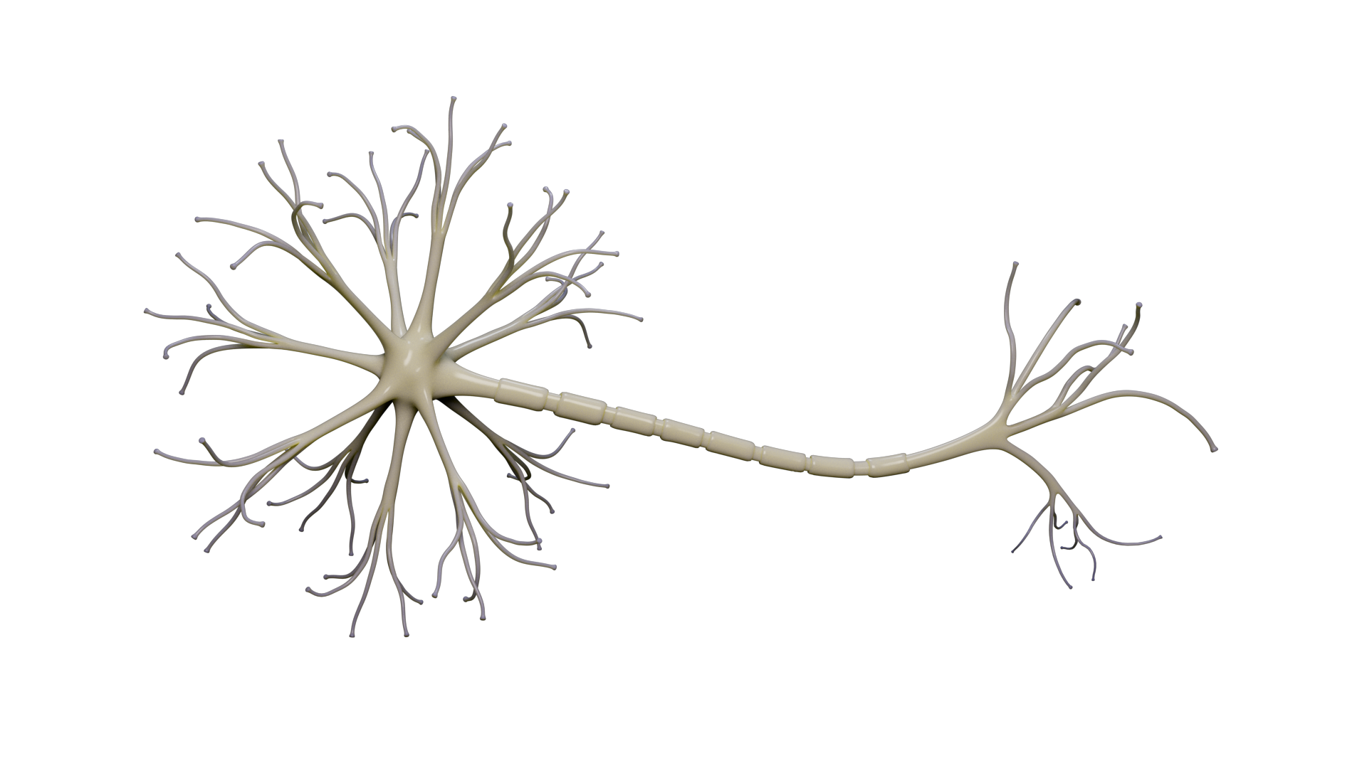 Neuron 3d Model by madi7779 | 3DOcean