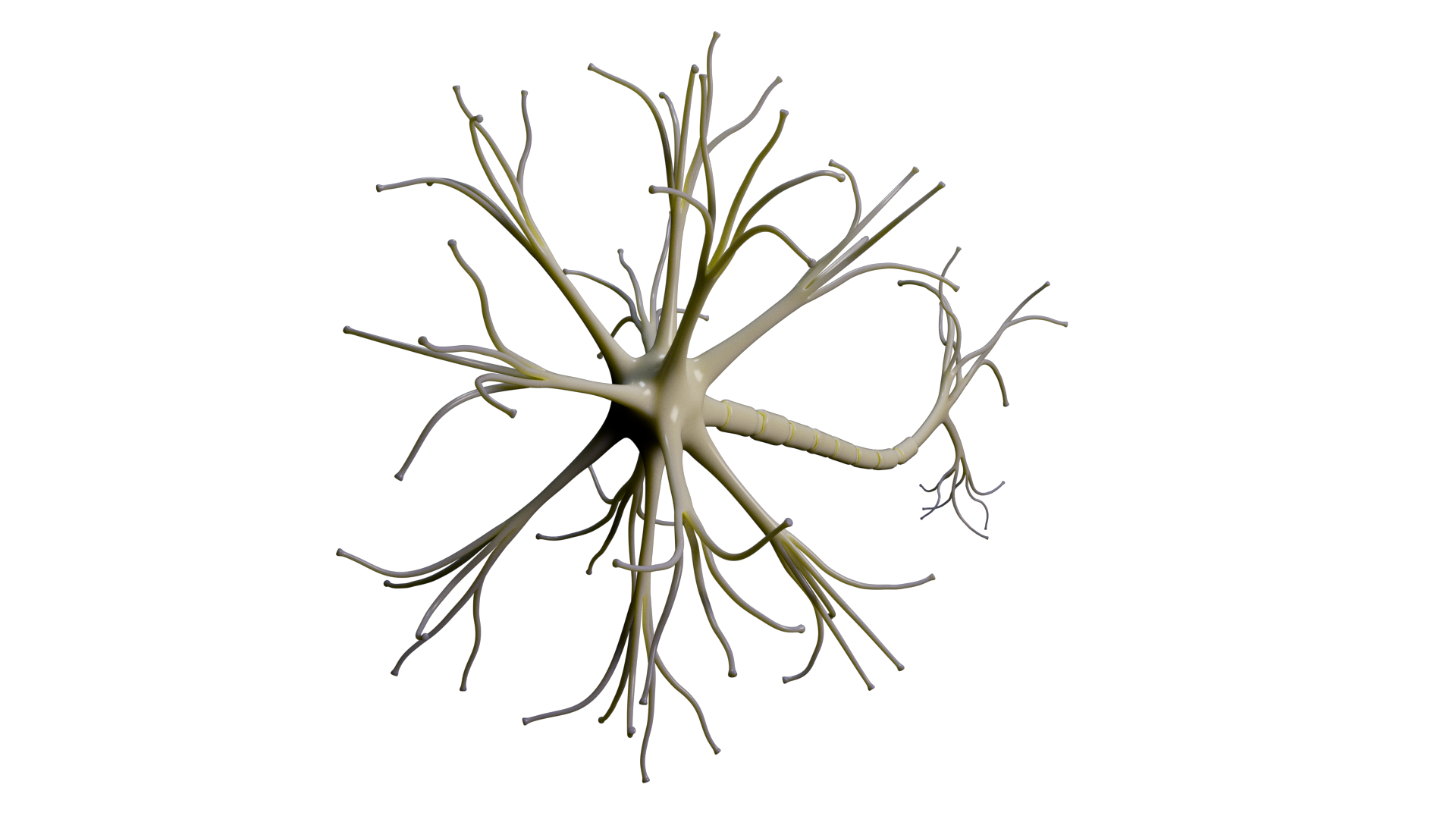 Neuron 3d Model by madi7779 | 3DOcean