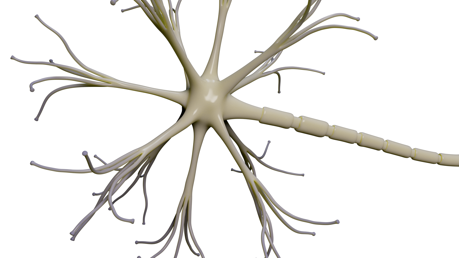 Neuron 3d Model by madi7779 | 3DOcean
