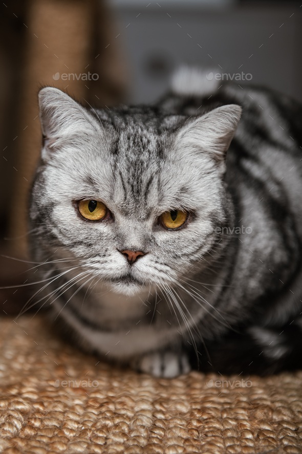 British shorthair silver tabby cat Stock Photo by Manuta | PhotoDune
