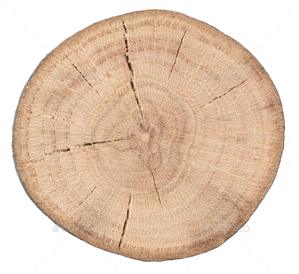 Wood slice cross section isolated on white background Stock Photo by ...