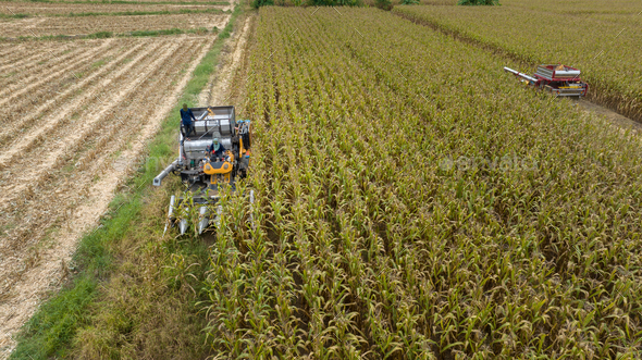 Farm machines harvesting corn. The entire corn plant is used, no waste ...