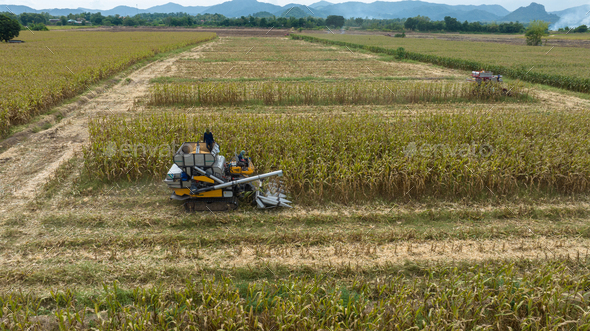Farm machines harvesting corn. The entire corn plant is used, no waste ...
