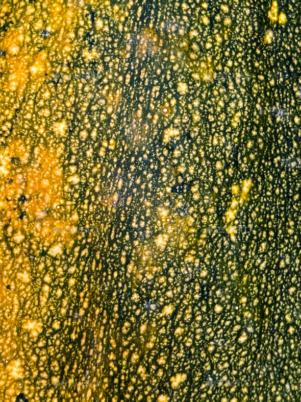 Green yellow zucchini texture close up Stock Photo by alesiaa3 | PhotoDune