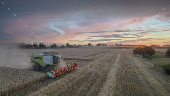 aerial view combine harvester cut thresh wheat grain in large field at ...
