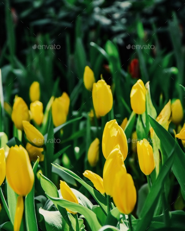 Beautiful colorful yellow tulip flowers bloom in spring garden ...