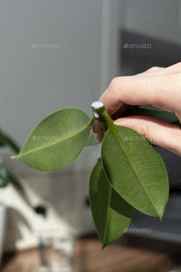 ficus cuttings. Breeding potted plants. Ficus elastica. Stock Photo by ...