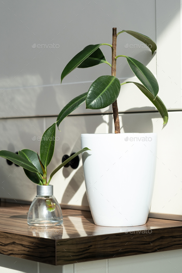 ficus cuttings. Breeding potted plants. Ficus elastica. Stock Photo by ...