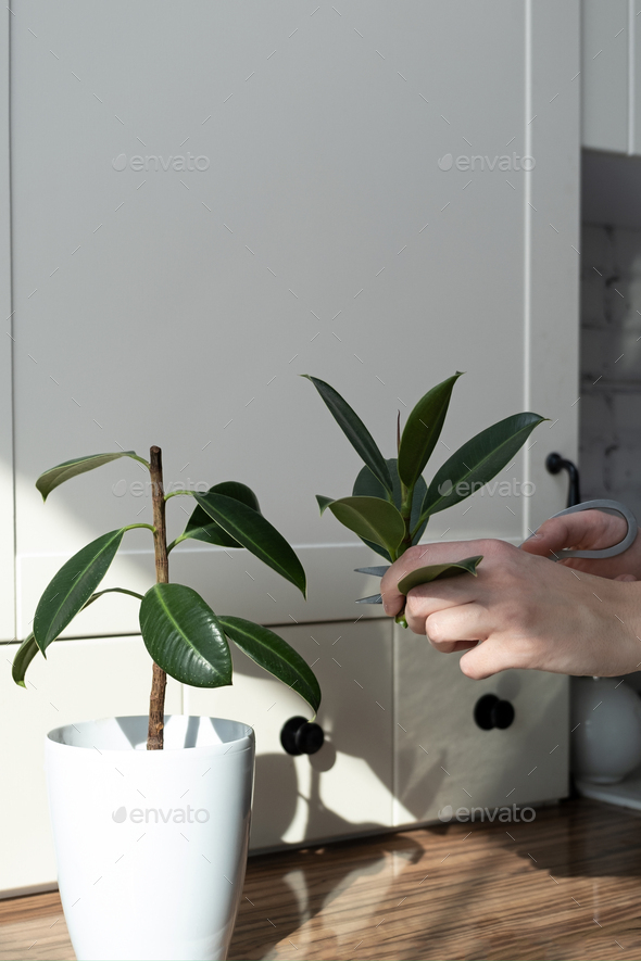 ficus cuttings. Breeding potted plants. Ficus elastica. Stock Photo by ...