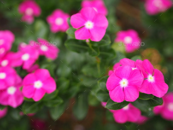 Common name West Indian, Madagascar Bringht eye, Indian, Cape, Pinkle ...