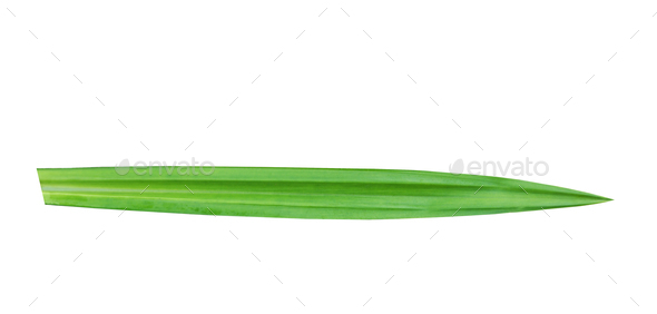 Pandanus leaf cut out outline green leaf isolated on white background ...