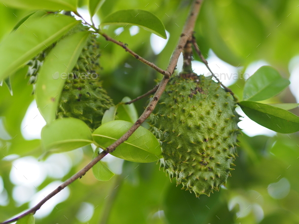 Soursop Durian sweet fruit with sharp bark Flesh Stock Photo by pakn