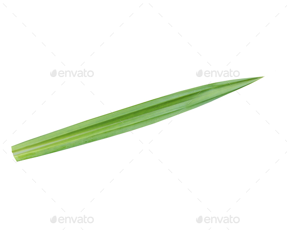 Pandanus leaf cut out outline green leaf isolated on white background ...