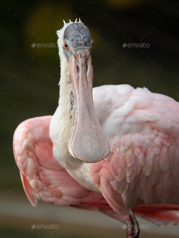 Pink Spoonbill at the Beauval Zoo in France Stock Photo by wirestock