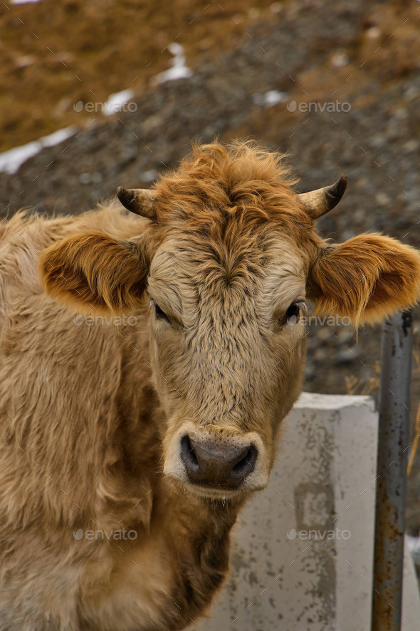 Close-up of a brown cow in winter in Georgia, Stepantsminda Stock Photo ...